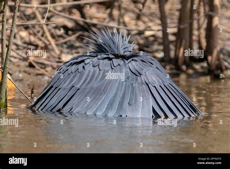 Black Heron Egretta Ardesiaca Uses A Hunting Method Called Canopy