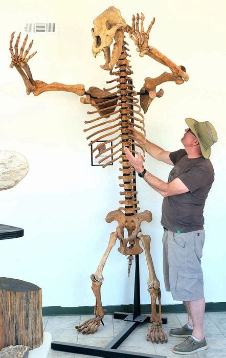 Siberian Cave Bear 5550063059099 — In Stone Fossils