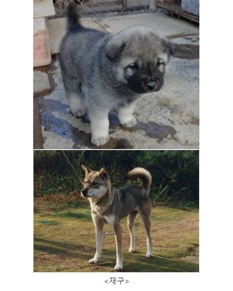진돗개 모색별 애기일 때 생김새 인스티즈instiz 이슈 카테고리