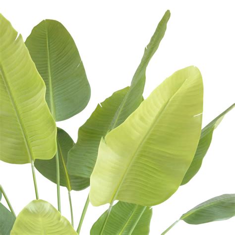 8 Bird Of Paradise Tree In Modern Gray Planter Cg Hunter