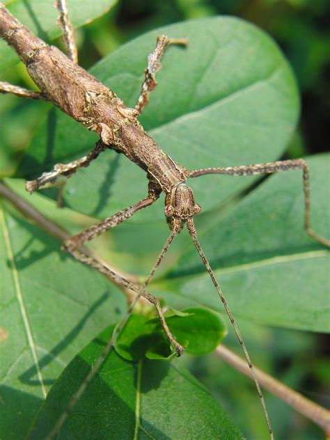 Exotic Phasmid Thread Ii Arachnoboards