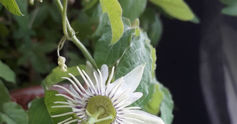 Passiflora Bryonioides