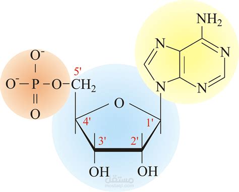 Nucleotide Structure مستقل