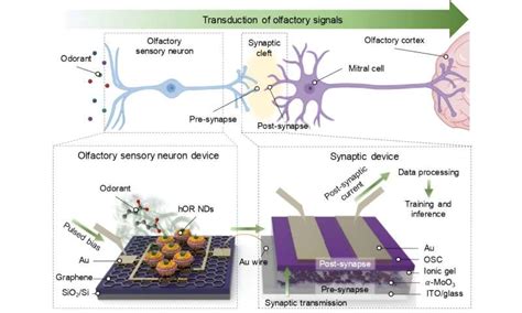 Combining Human Olfactory Receptors With Artificial Organic Synapses And A Neural Network To