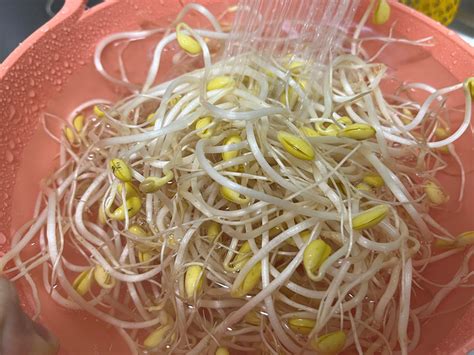 콩나물무침 이제 물에 삶지 마세요 이렇게 해야 아삭함 2배 살아나서 맛있습니다 텐꿀팁