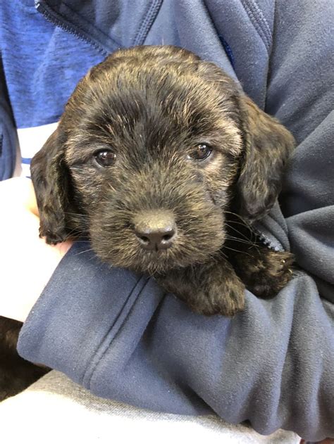 Brindle Mini Goldendoodle A Unique Coloring