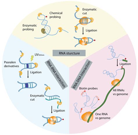 Rna Action Through Interactions Pmc