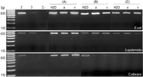 Detection Limit For Column Based Method Detection Limit Of Dna