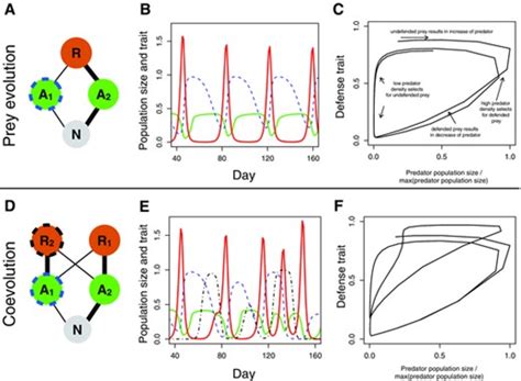 Eco‐evolutionary Feedback Promotes Red Queen Dynamics And Selects For