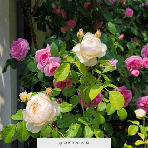 Buy Windermere David Austin Roses Online Penfield Gardens Rose Nursery