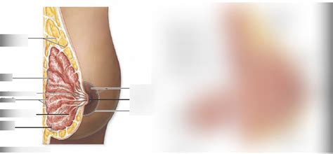 Lab 4 Diagram Quizlet