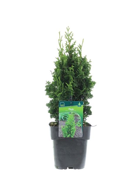 Thuja Occidentalis Zmatlik — Plant Wholesale Floraccess