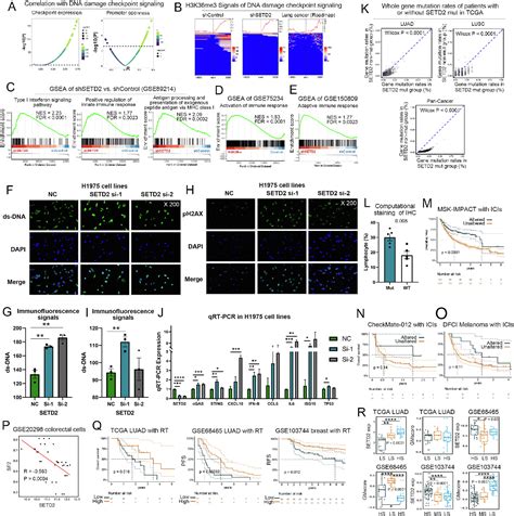 Setd2 Mediates Immunotherapy And Radiotherapy Efficacy Via Regulating