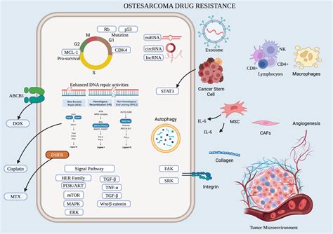 An Overview Of Resistance To Chemotherapy In Osteosarcoma And Future