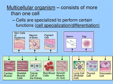 Cell Specialization Ppt Download