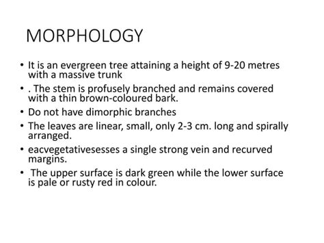 Taxus Morphological Anatomical And Reproductive Features Economic