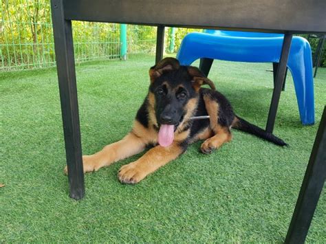 3개월령아이들분양합니다 세퍼드분양 한국 저먼 세퍼트 견사호 클럽