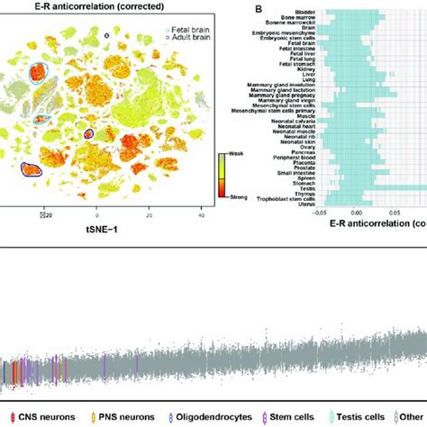 Different Evolutionary Constraints In Distinct Brain Cell Types A