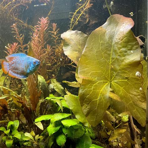 Warf Would Like To Know Why This ‘dwarf Aquarium Lily Grows 6” Leaves