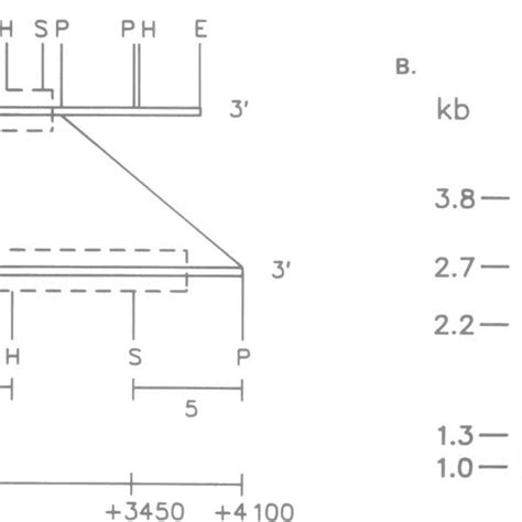 Northern Analysis Using 3 Non Coding Sequence Probes A The Genomic Download High