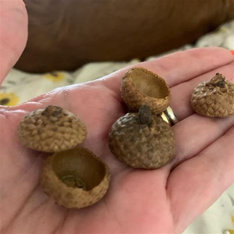 100 Walnut Shell Halves Walnut Halves Creativity Walnut Slices Walnut
