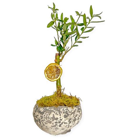 Taş Dekor Saksıda Zeytin Bonsai Bitkisi