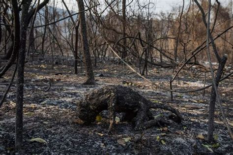 Fogo matou mais de 17 milhões de animais no Pantanal estimam