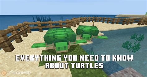 Minecraft Everything You Need To Know About Turtles