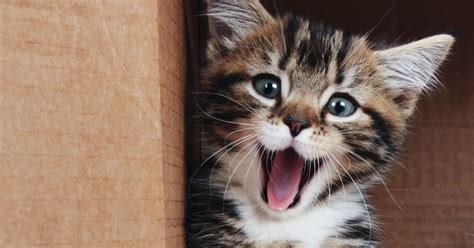 Zum Knuddeln Die 10 Süßesten Katzenbilder Aller Zeiten