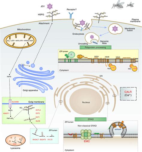 A Proposed Model For Jev Entry And Replication In Porcine Cells The