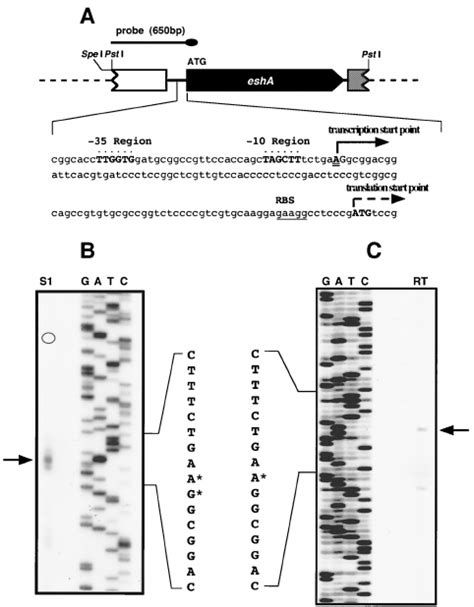 Analysis Of Esha Transcripts By S1 Mapping And Primer Extension Download Scientific Diagram