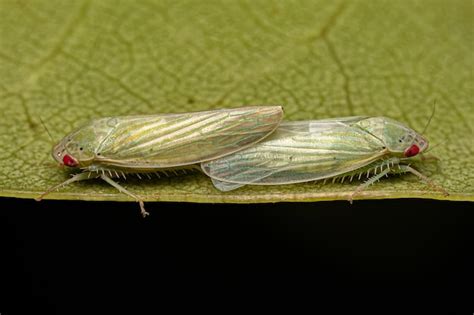 Typical Leafhopper Images Free Download On Freepik