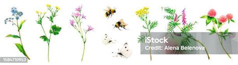 초원 야생화의 현실적인 세트 필드 벨 물망초 미나리 아재비 마우스 완두콩 클로버와 탠시 손으로 그린 섬세한 식물 꿀벌 흰 나비가 하얀 배경에 고립되어 있는 수채화 꽃무늬