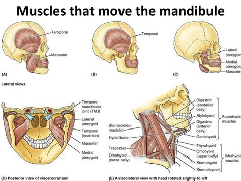 PPT The Temporal Region And Temporo Mandibular Joint TMJ