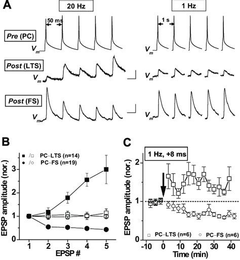 Target Cell Specific STDP Is Independent Of Short Term Synaptic Download Scientific Diagram