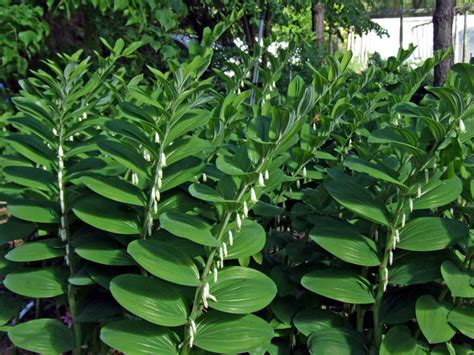 Polygonatum Odoratum Angular Solomons Seal World Of Flowering Plants