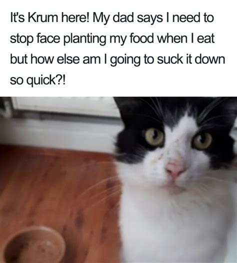 40 Naughty Cats That Deserve Public Shaming Bored Panda