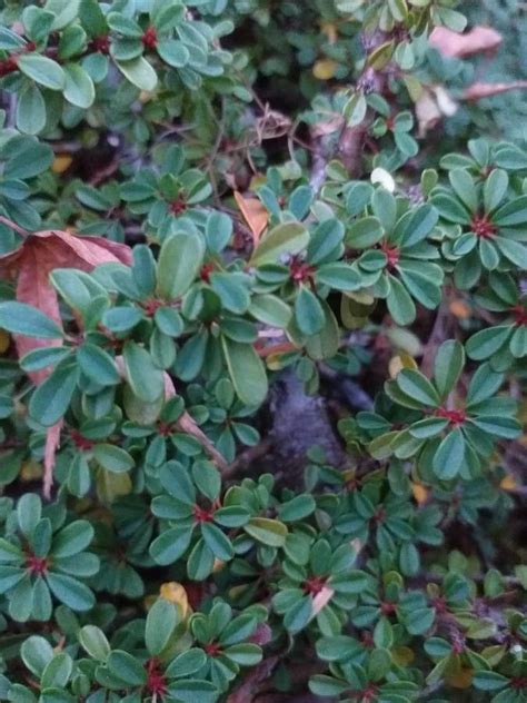 How To Propagate How To Propagate Cotoneaster Congestus