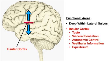 Lobes Of The Brain Cerebral Cortex Anatomy Function Labeled Diagram
