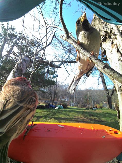Different Birds Personalities At Bird Feeders Bird Buddy Blog