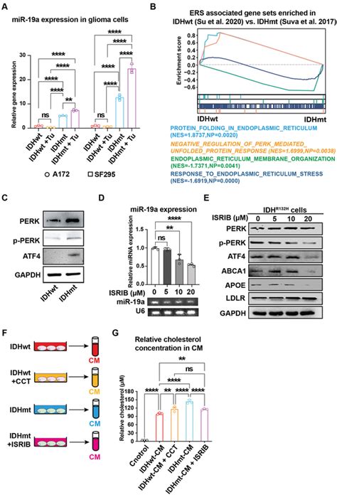 PERK Signaling Activation Results In Cholesterol Deficits In IDH Mutant