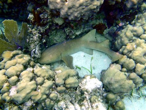Nurse Shark Ocean Treasures Memorial Library