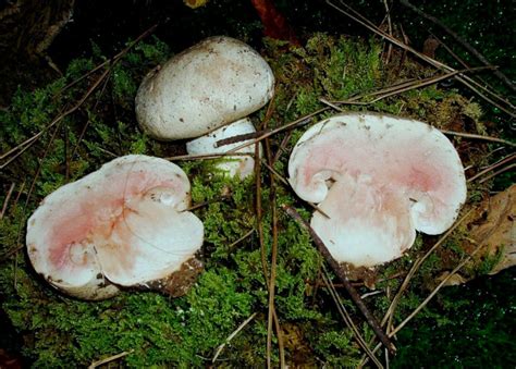 Agaricus Bernardii Quélet Schede Dei Funghi Basidiomycota