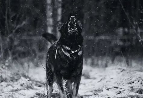 Neighbours Dog Barking At Night Heres Your Action Plan Puppy Schedule