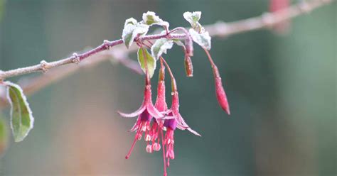 How To Prepare Your Fuchsia Flowers For Winter Gardeners Path