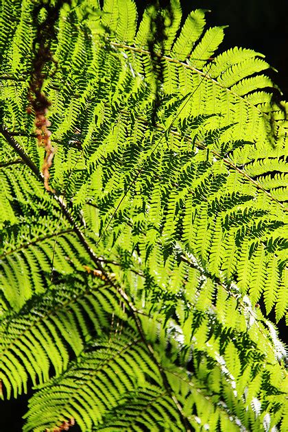 Lazy Gecko Photography All Photographs