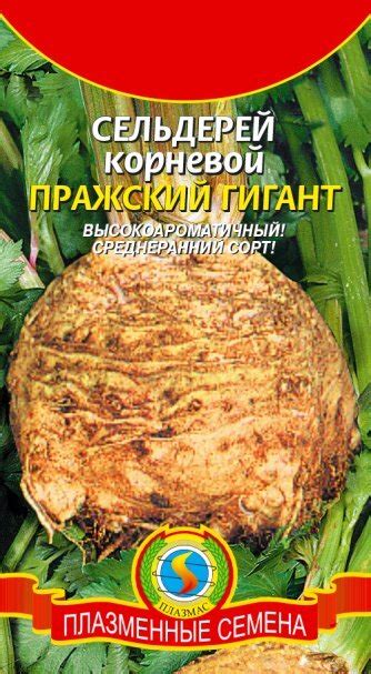 Семена Сельдерей корневой Пражский Гигант, 0,45 гр, Плазменные семена ...