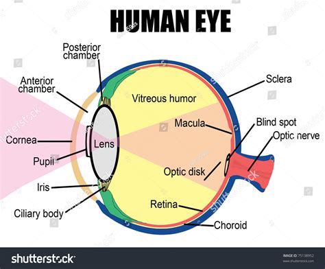 Anatomy Human Eye Vector Illustration Basic Stock Vector Royalty Free