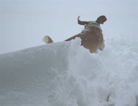 Neighbors About Town: A Snow Romp by the Little Weirdo