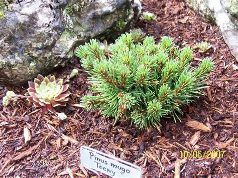 Easy Pruning Tips For Controlling Size And Shape Of Deciduous Plants